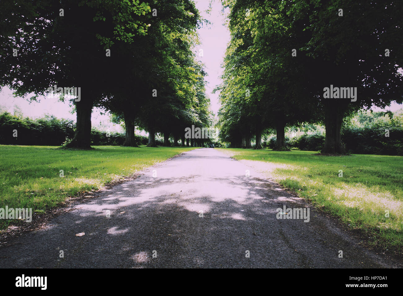 Path surrounded by green trees on both sides Vintage Retro Filter Stock ...