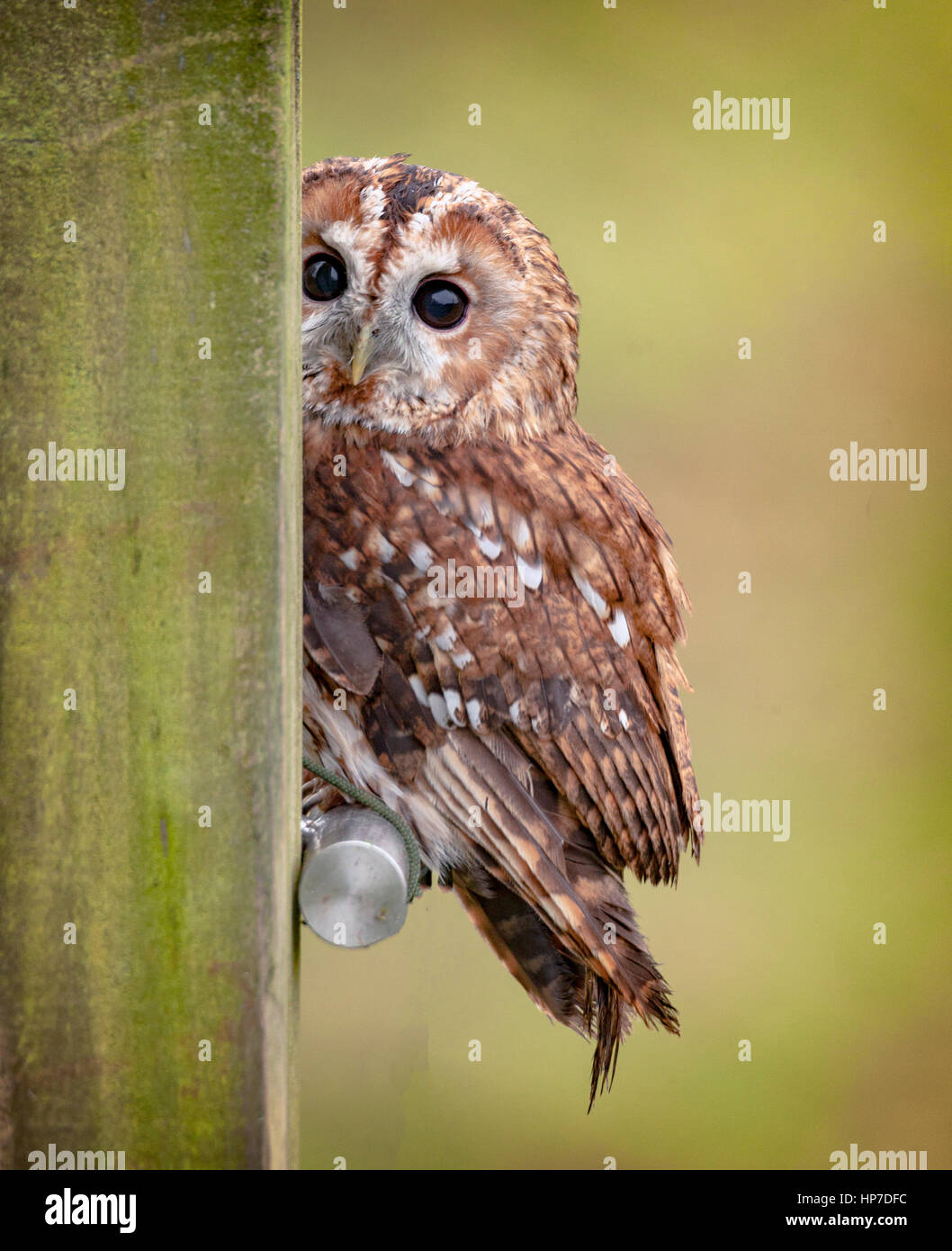 Bo bo owl hi-res stock photography and images - Alamy