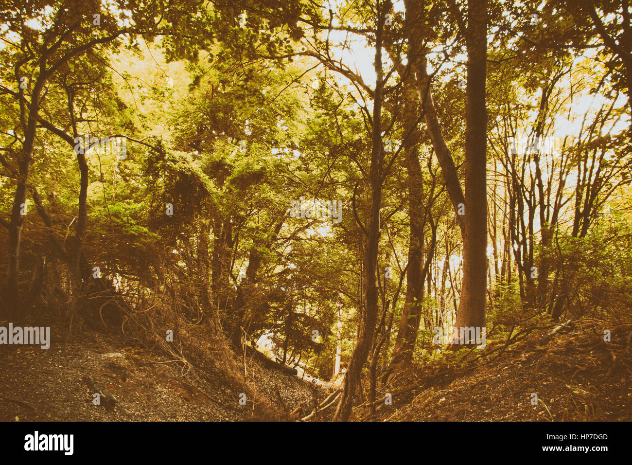 Leafy view through English woodland in the summer Stock Photo - Alamy