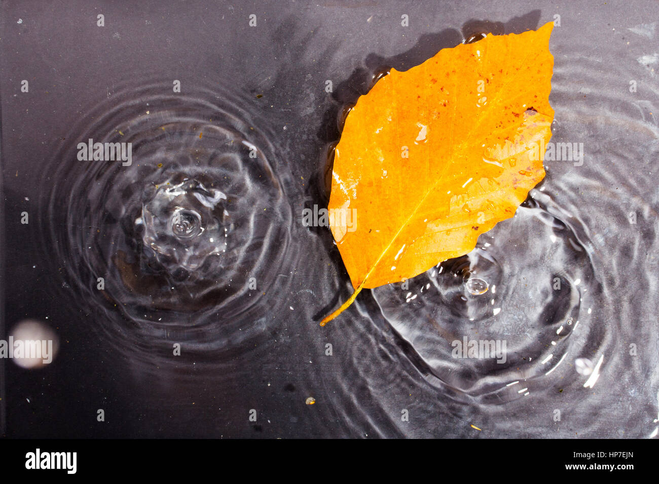 Bright colourful autumn leaf floating in water with ripples Stock Photo - Alamy