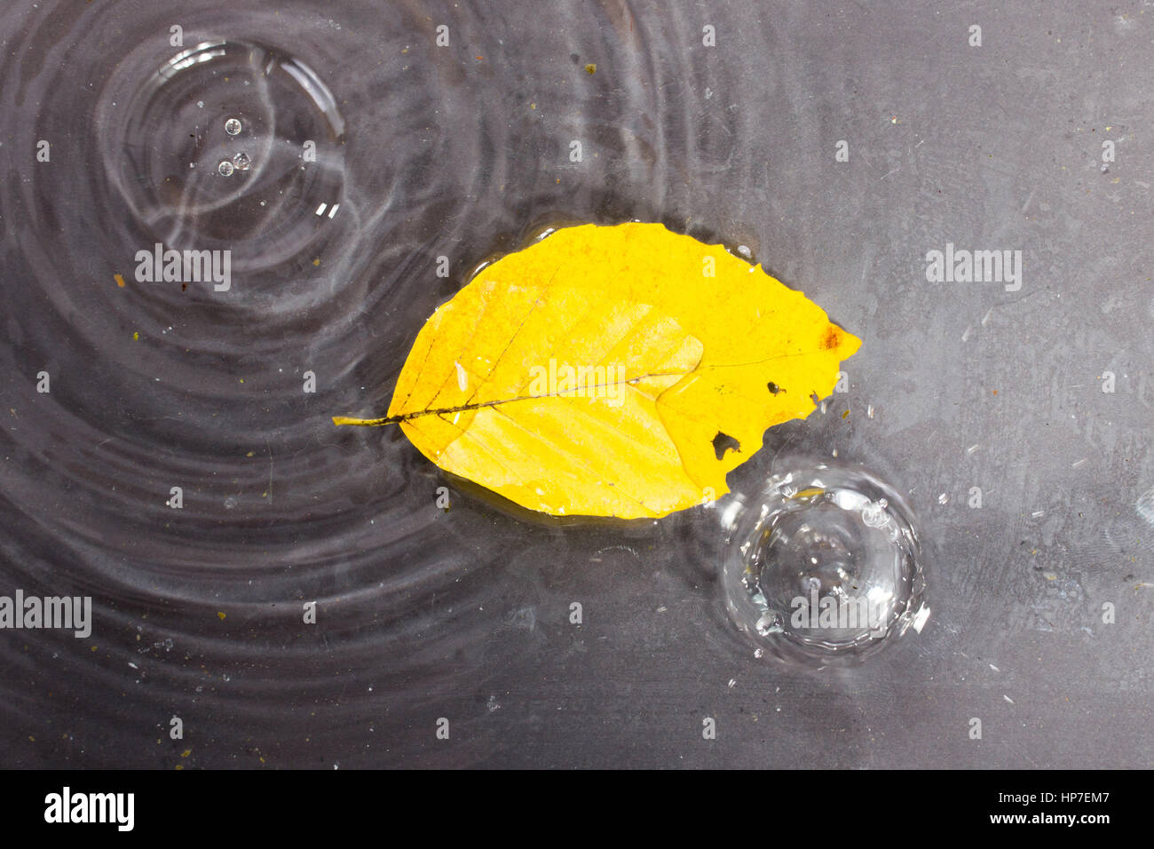 Bright colourful autumn leaf floating in water with ripples Stock Photo - Alamy