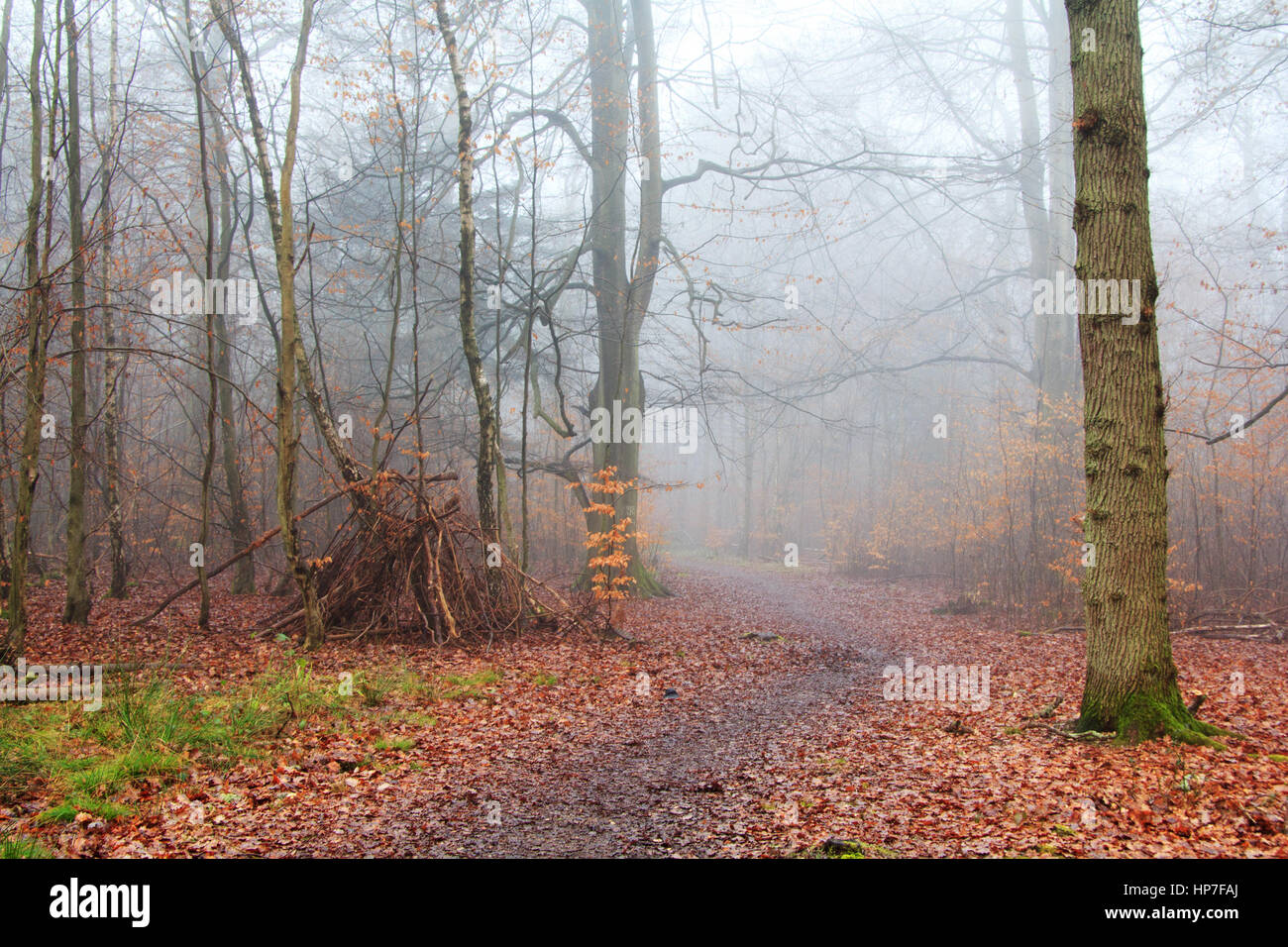 English woodland on a foggy misty January morning Stock Photo - Alamy