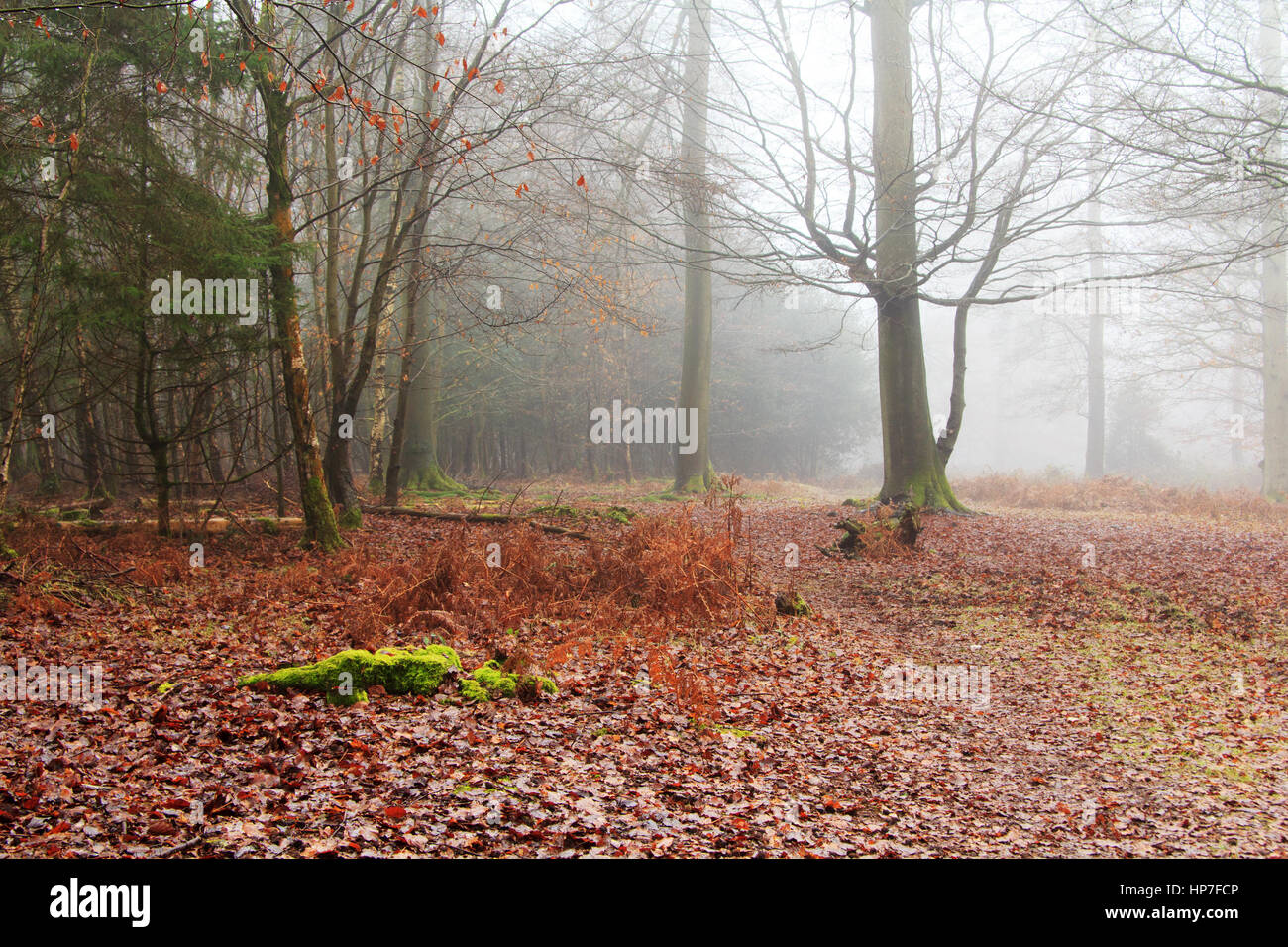 English woodland on a foggy misty January morning Stock Photo - Alamy