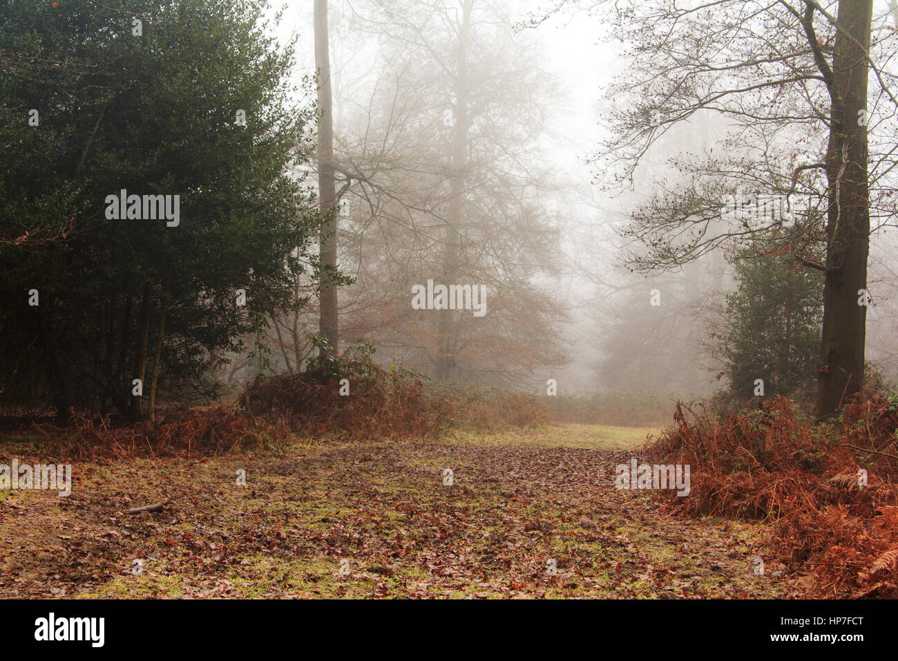 English woodland on a foggy misty January morning Stock Photo - Alamy