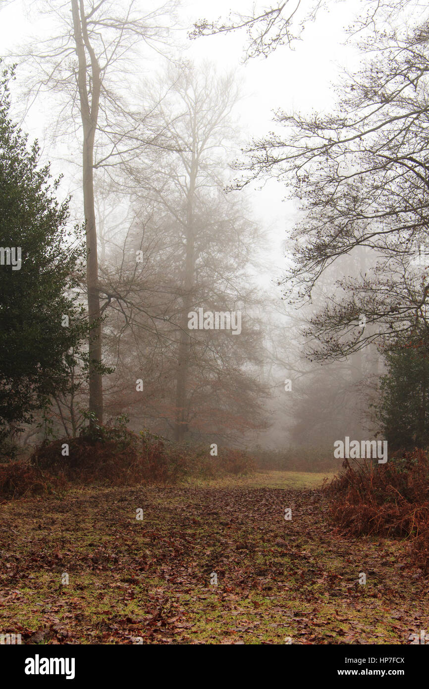 English woodland on a foggy misty January morning Stock Photo - Alamy