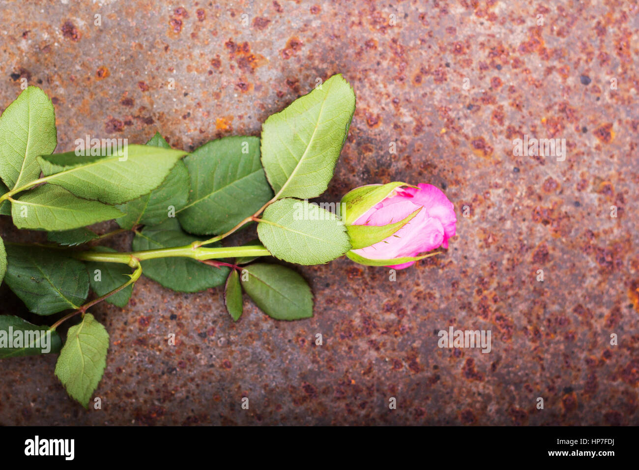 Delicate rose on a rustic rusted metal background Stock Photo - Alamy