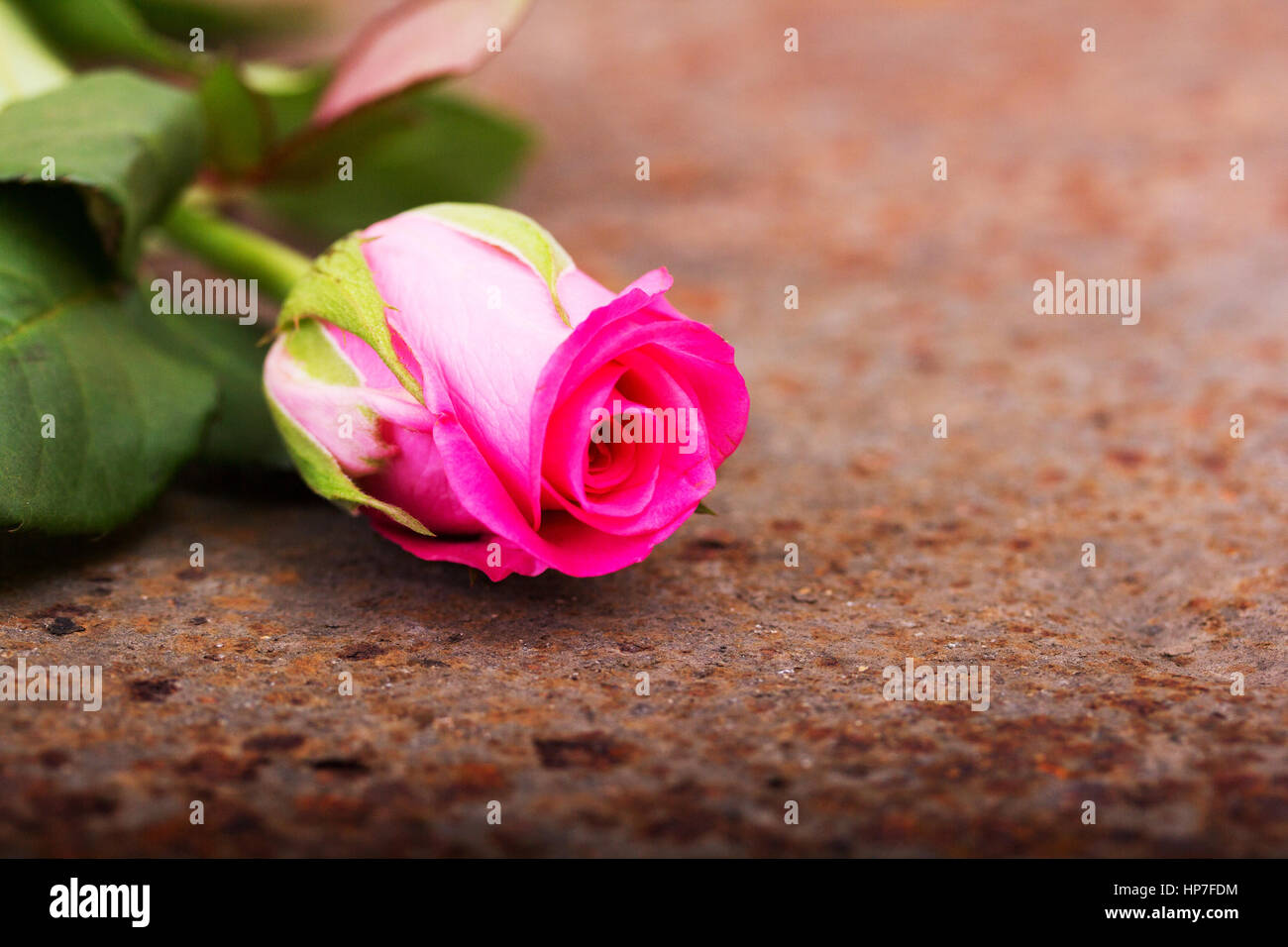 Delicate rose on a rustic rusted metal background Stock Photo - Alamy