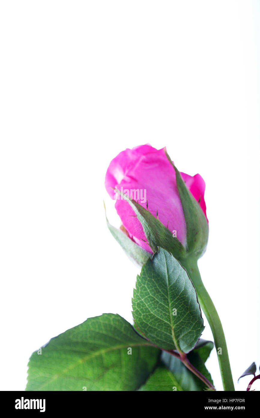 Delicate pink rose on a plain white background Stock Photo - Alamy