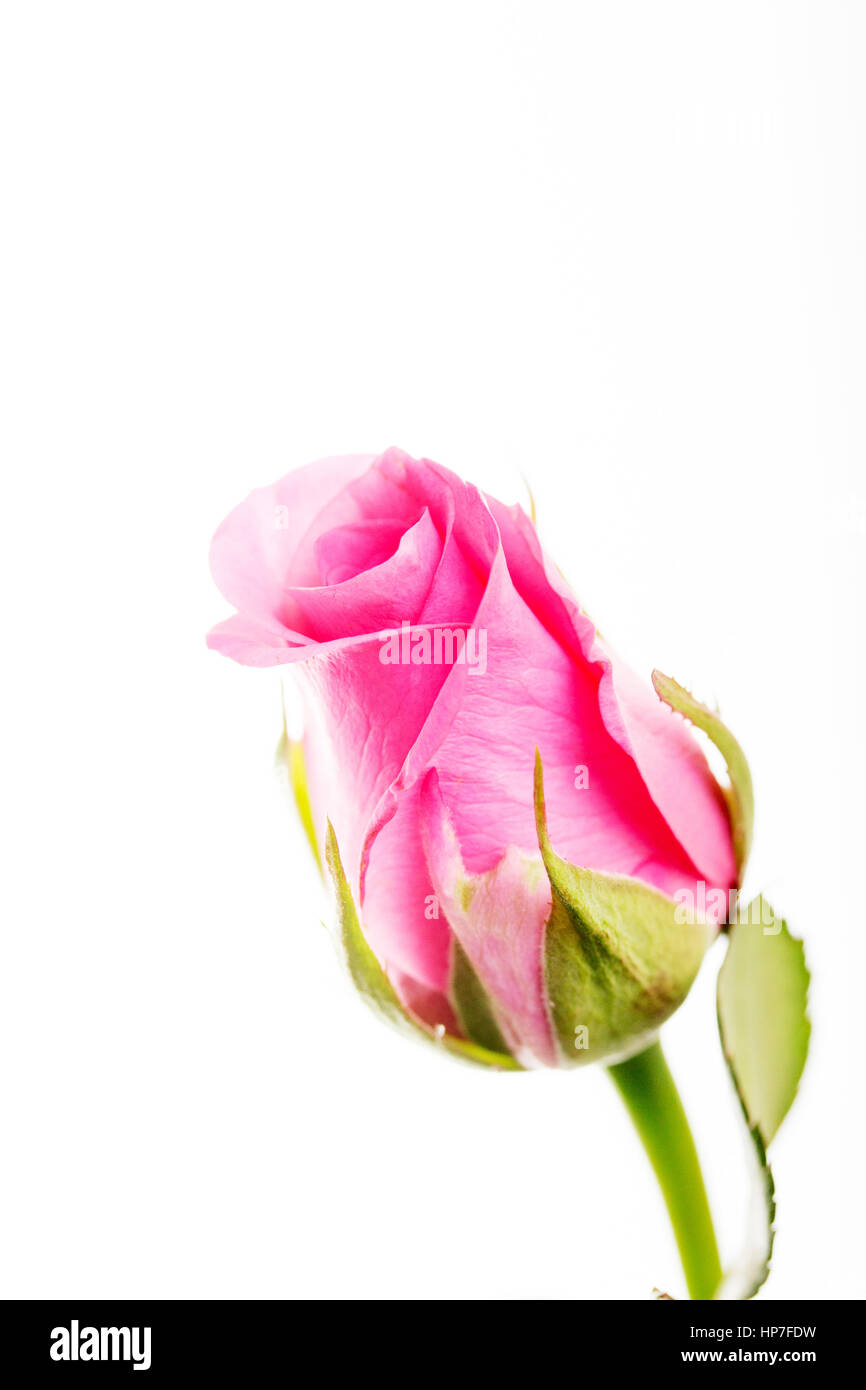 Delicate pink rose on a plain white background Stock Photo - Alamy