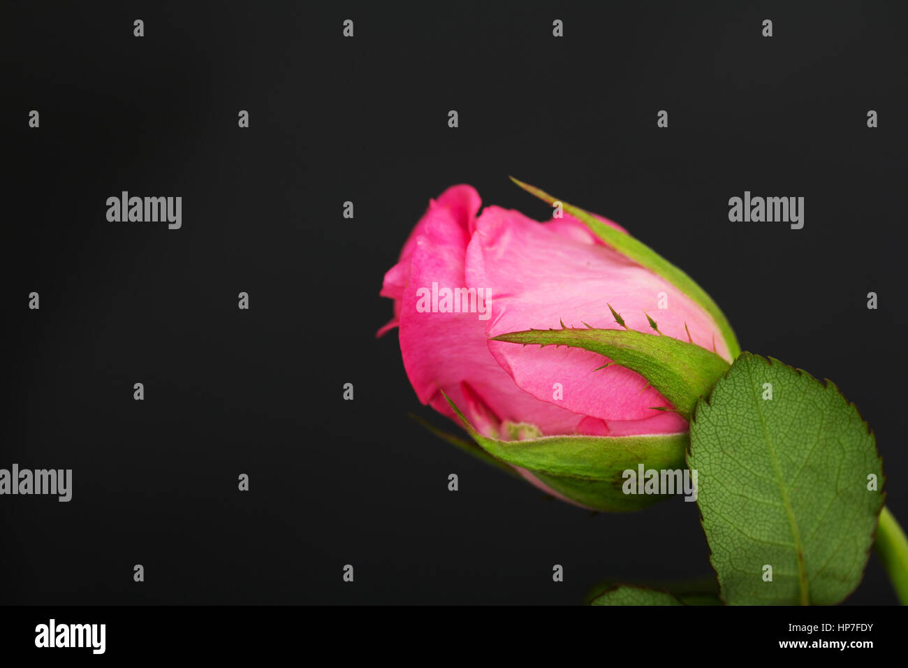 Delicate beautiful pink rose on a plain background Stock Photo - Alamy