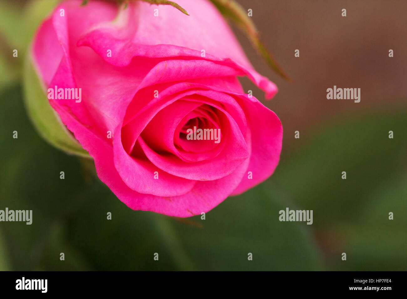 Delicate beautiful pink rose on a plain background Stock Photo - Alamy