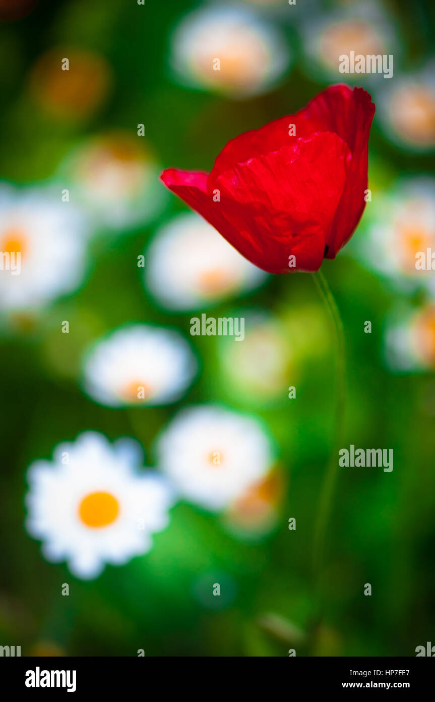 Images of poppies close hi-res stock photography and images - Alamy