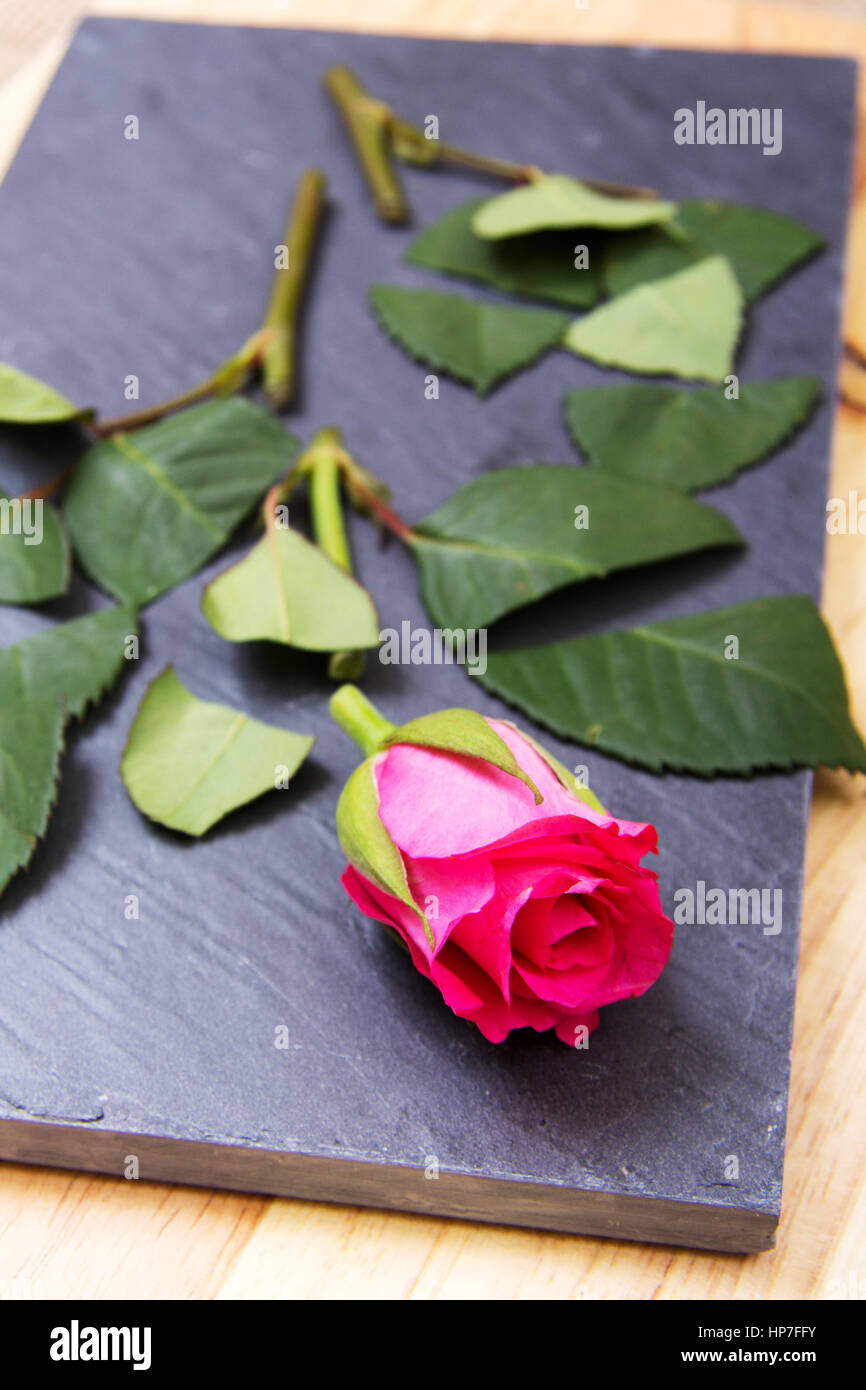 Single rose cut up on piece of slate Stock Photo - Alamy