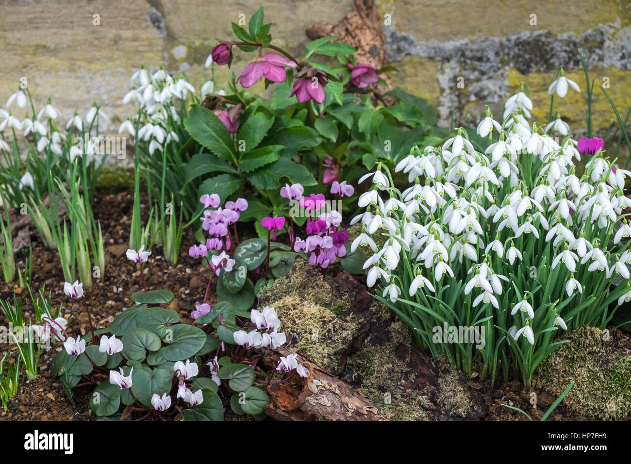 Perennial plants with small pink flowers hi-res stock photography and ...