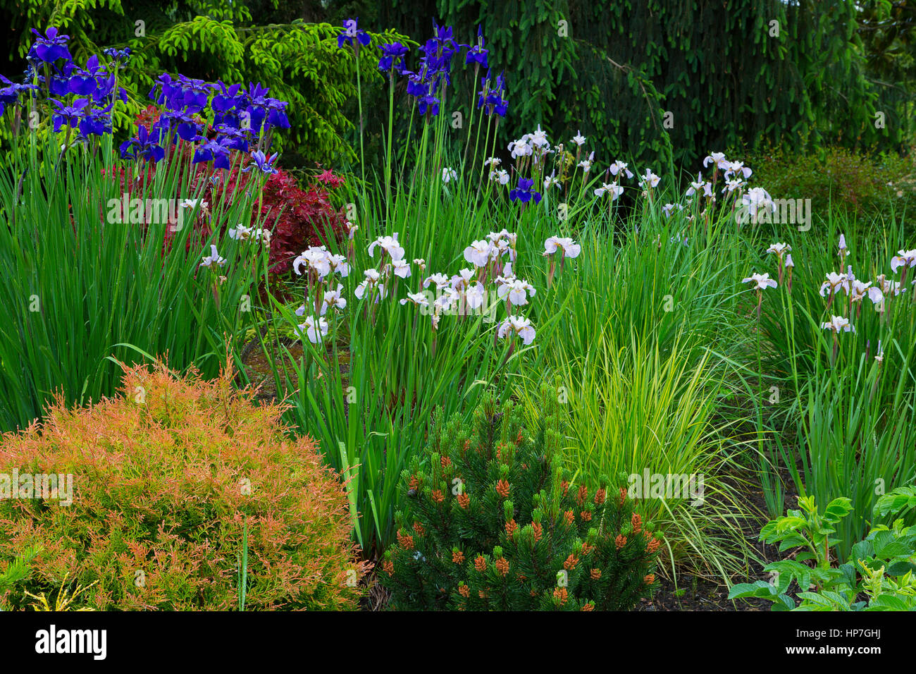 Spring Iris grow in a garden Stock Photo - Alamy