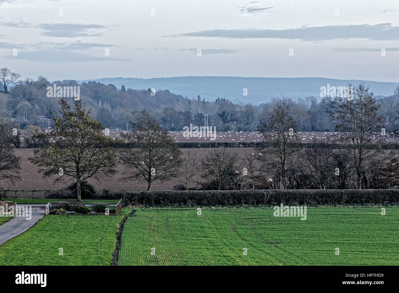 Hundreds of sheep hi-res stock photography and images - Alamy