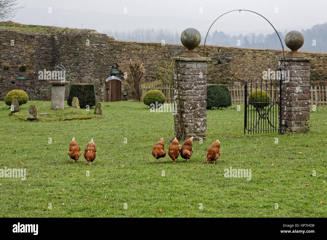 Free range hens feeding in the grounds of Usk Castle Stock Photo - Alamy