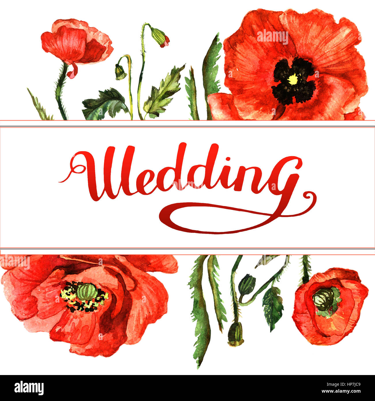 Wildflower poppy flower frame in a watercolor style isolated Stock ...