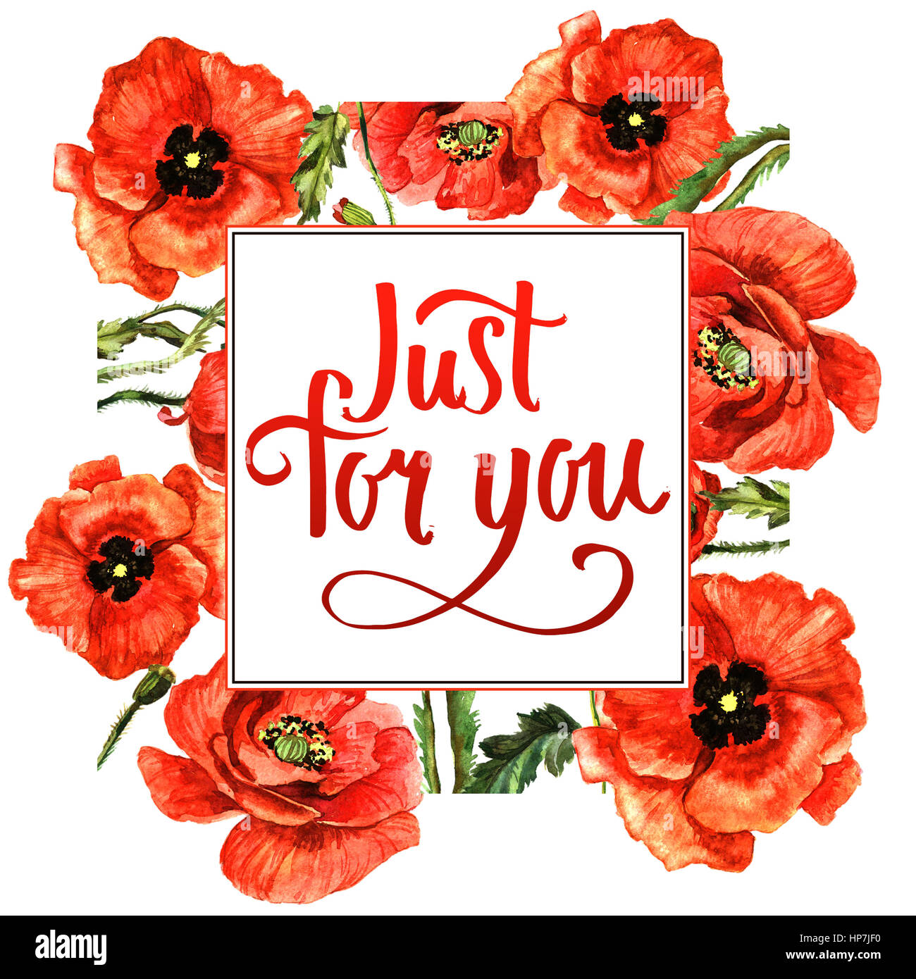 Wildflower poppy flower frame in a watercolor style isolated Stock ...