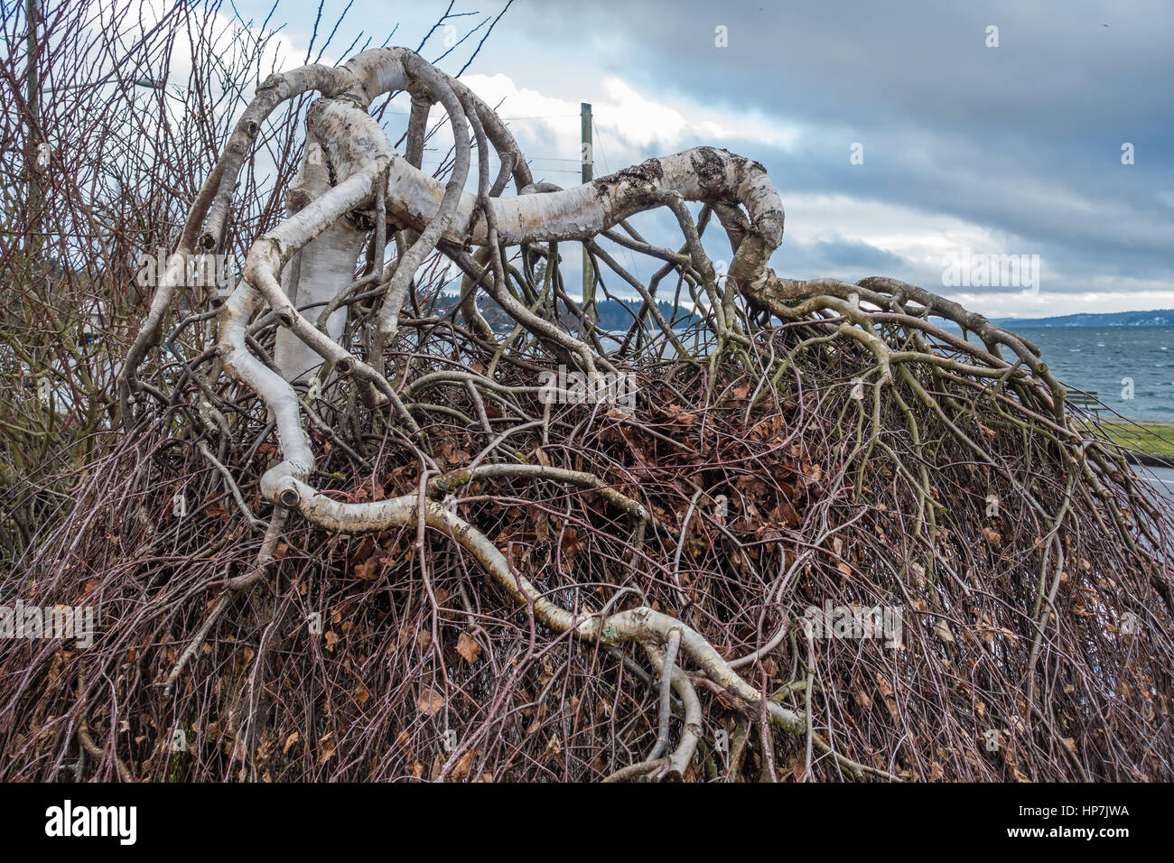A view of a tree with gnarly branches that seems to be growing downward ...