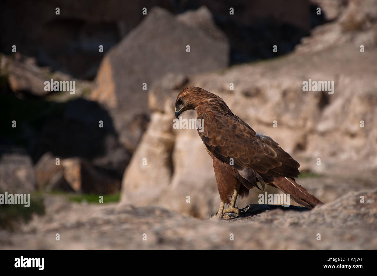 Night hawks hi-res stock photography and images - Alamy