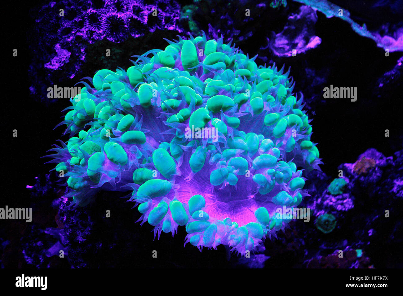 Fluorescent coral (under special lighting) on display in Mystic ...