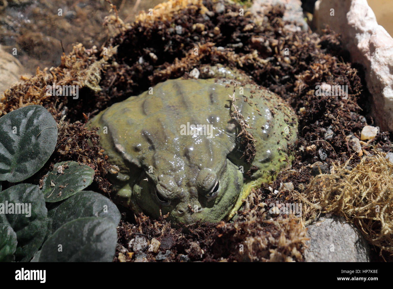 African bullfrog hi-res stock photography and images - Alamy
