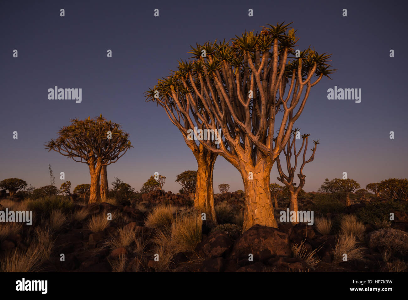 Quivertree forest at sunset hi-res stock photography and images - Alamy