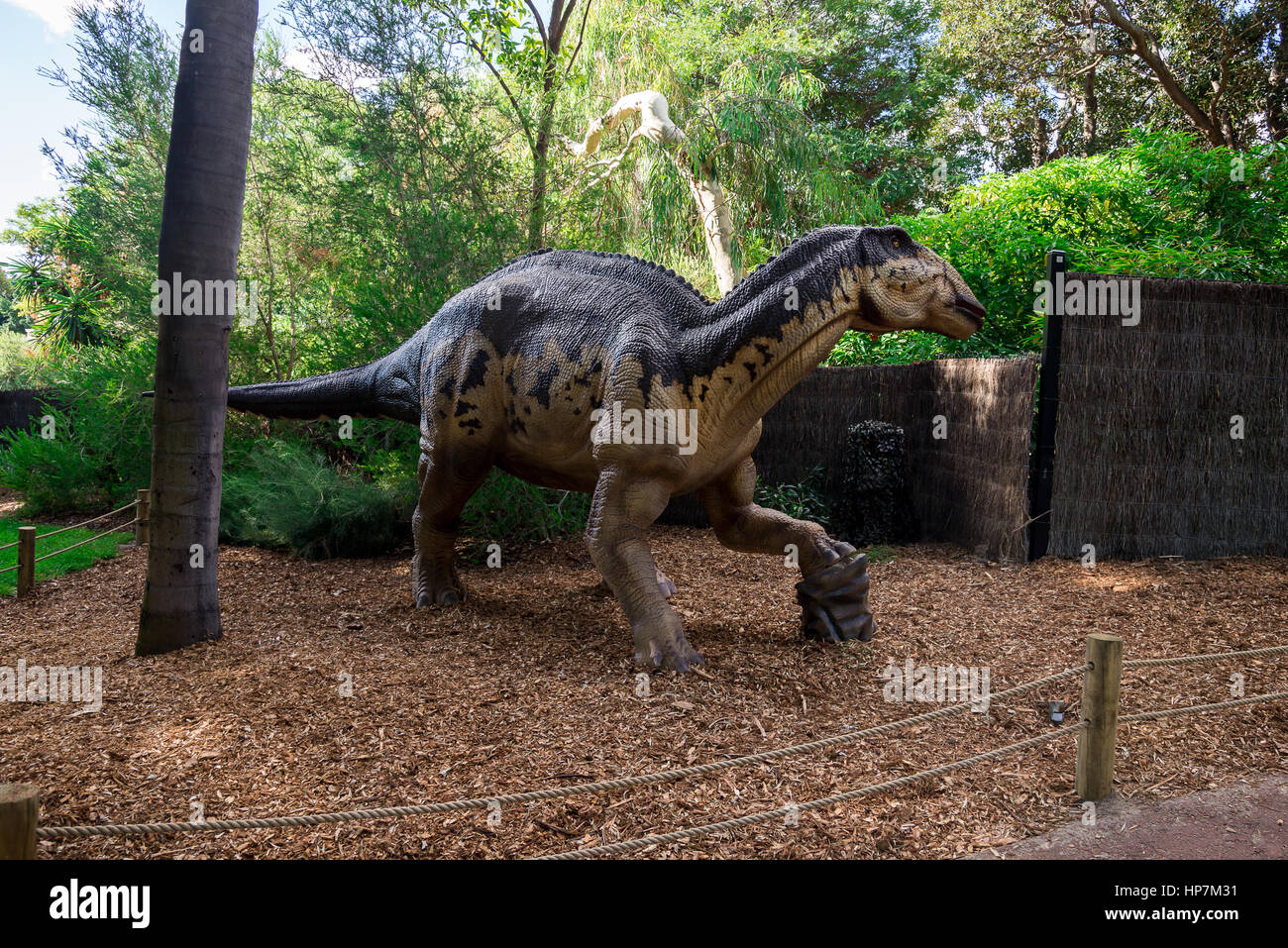 Gryposaurus Notabilis