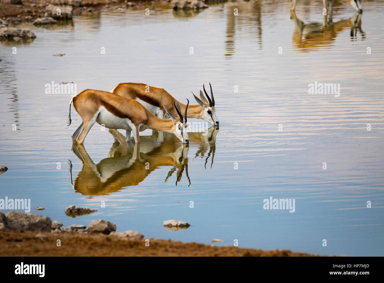 Springbok drinking water hi-res stock photography and images - Alamy