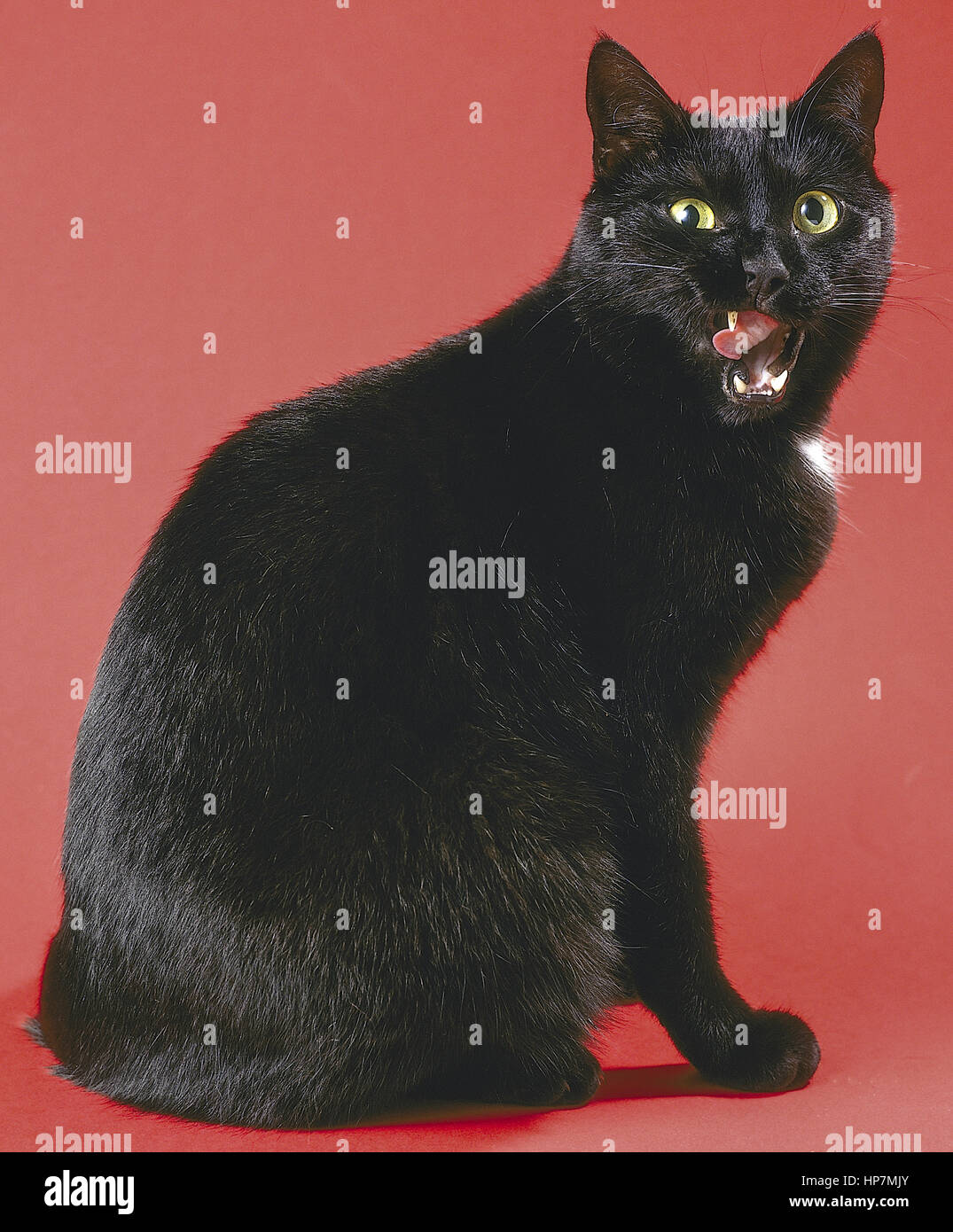 Schwarze hauskatze hi-res stock photography and images - Alamy