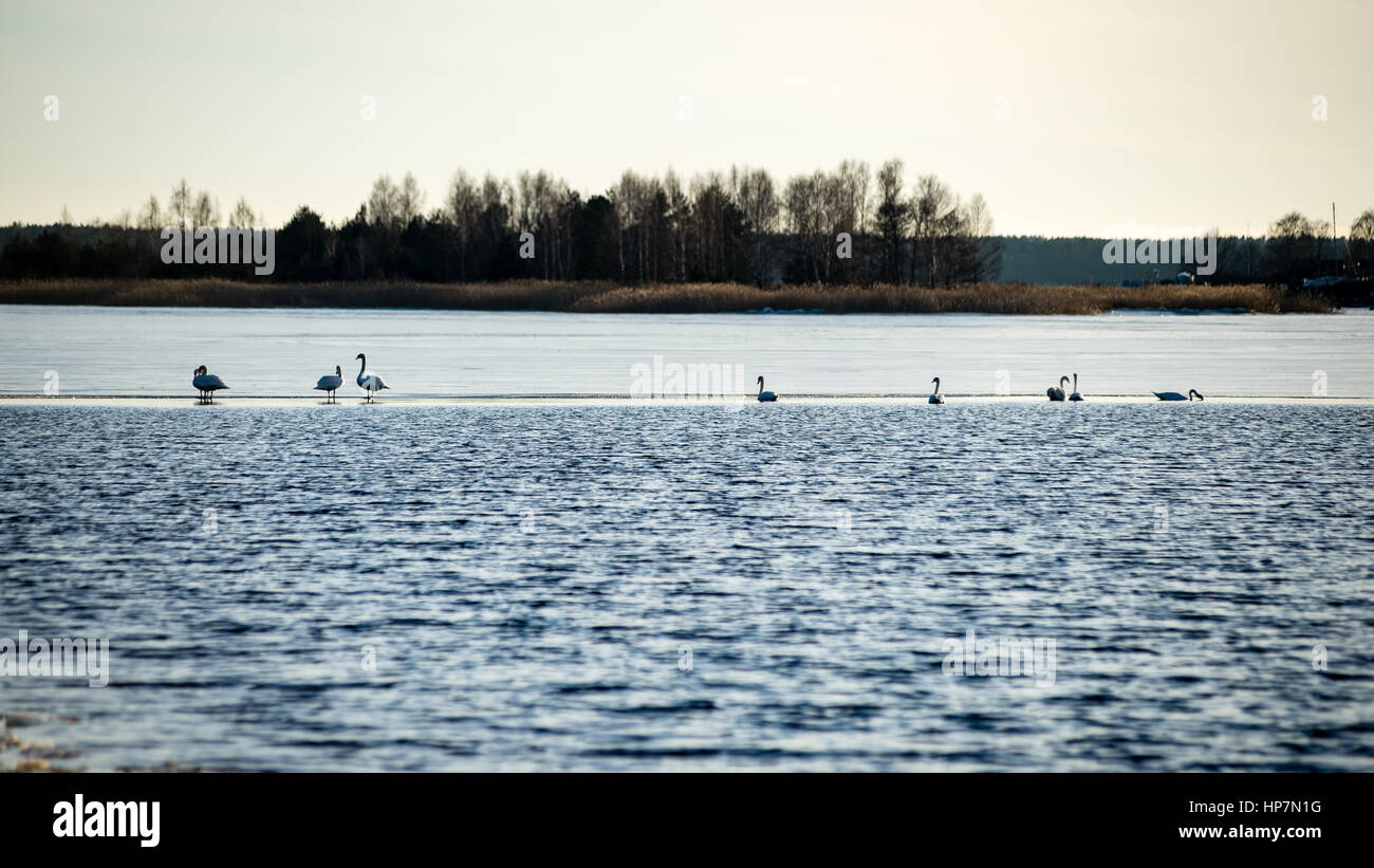 early swans resting on a thin ice in winter by the sea Stock Photo - Alamy