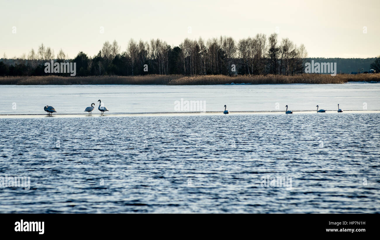 early swans resting on a thin ice in winter by the sea Stock Photo - Alamy