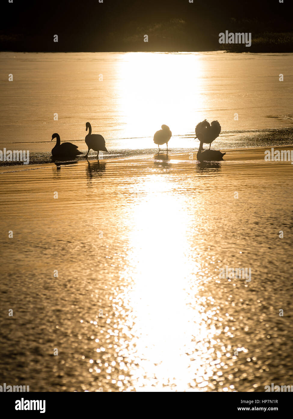 early swans resting on a thin ice in winter by the sea Stock Photo - Alamy