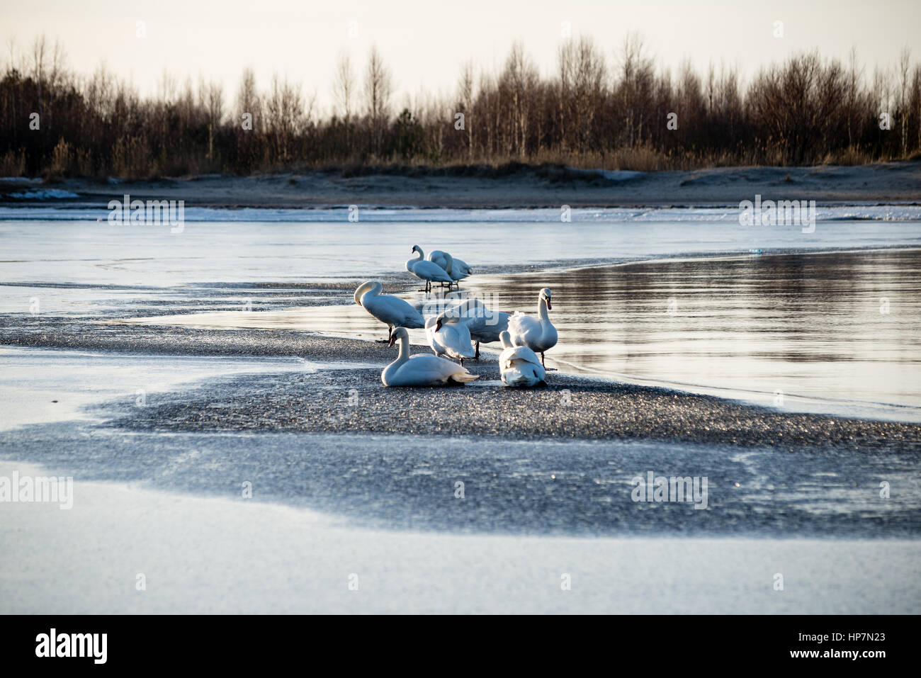 early swans resting on a thin ice in winter by the sea Stock Photo - Alamy