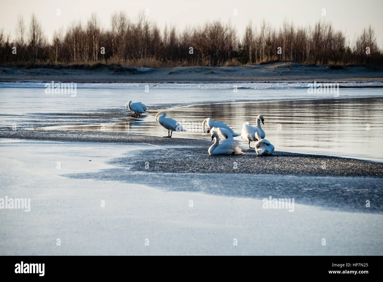 early swans resting on a thin ice in winter by the sea Stock Photo - Alamy