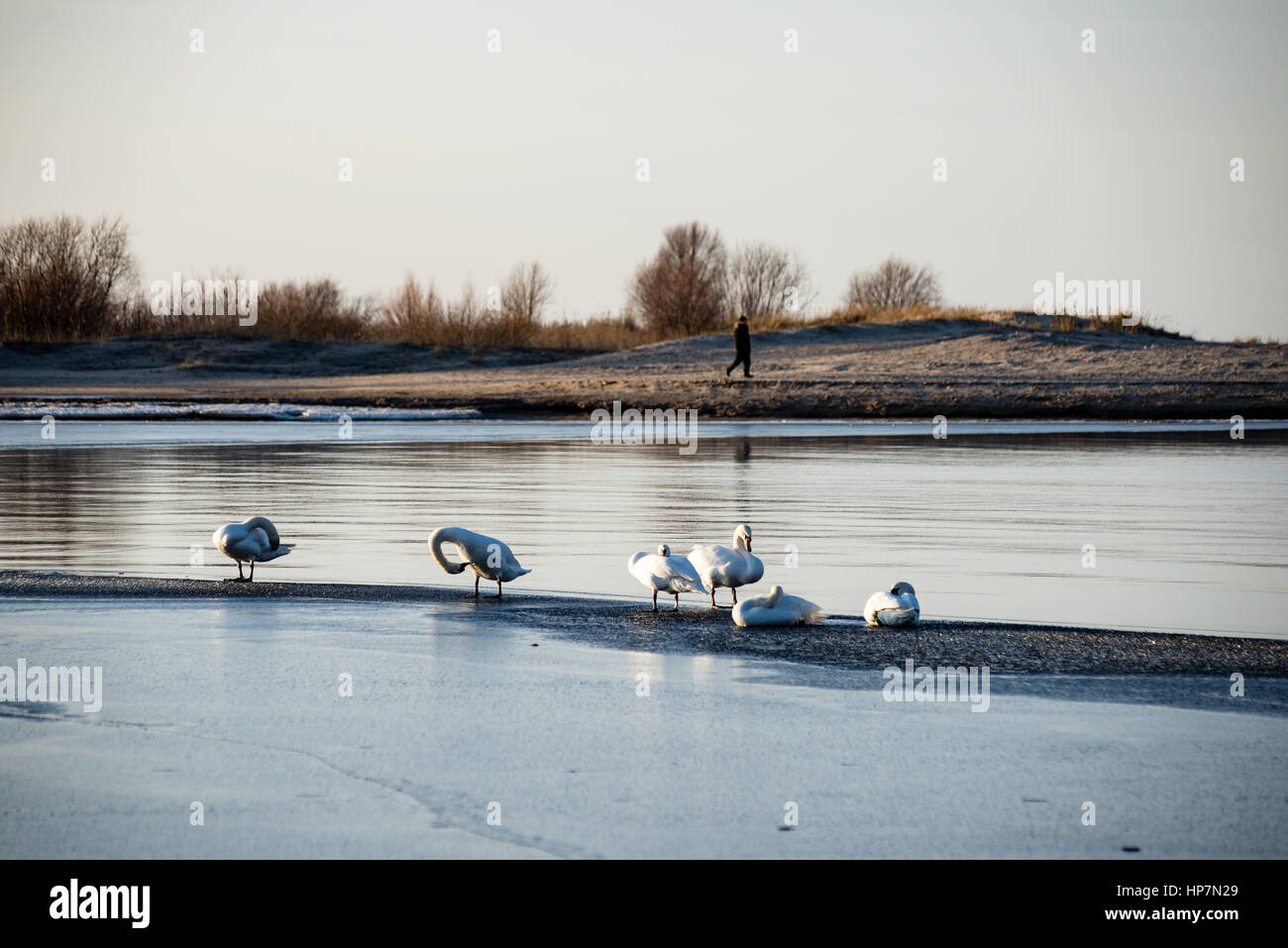 early swans resting on a thin ice in winter by the sea Stock Photo - Alamy