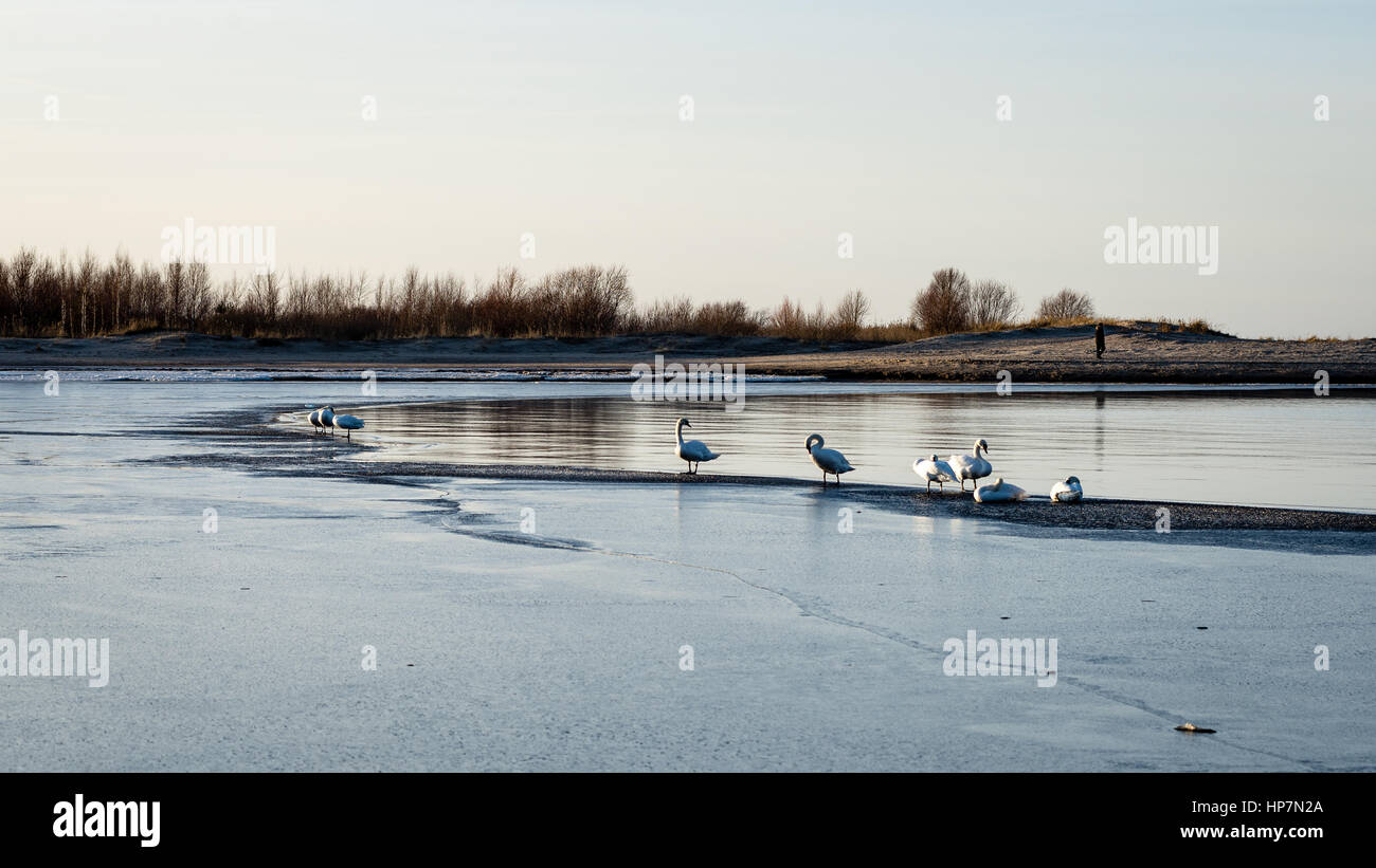 early swans resting on a thin ice in winter by the sea Stock Photo - Alamy
