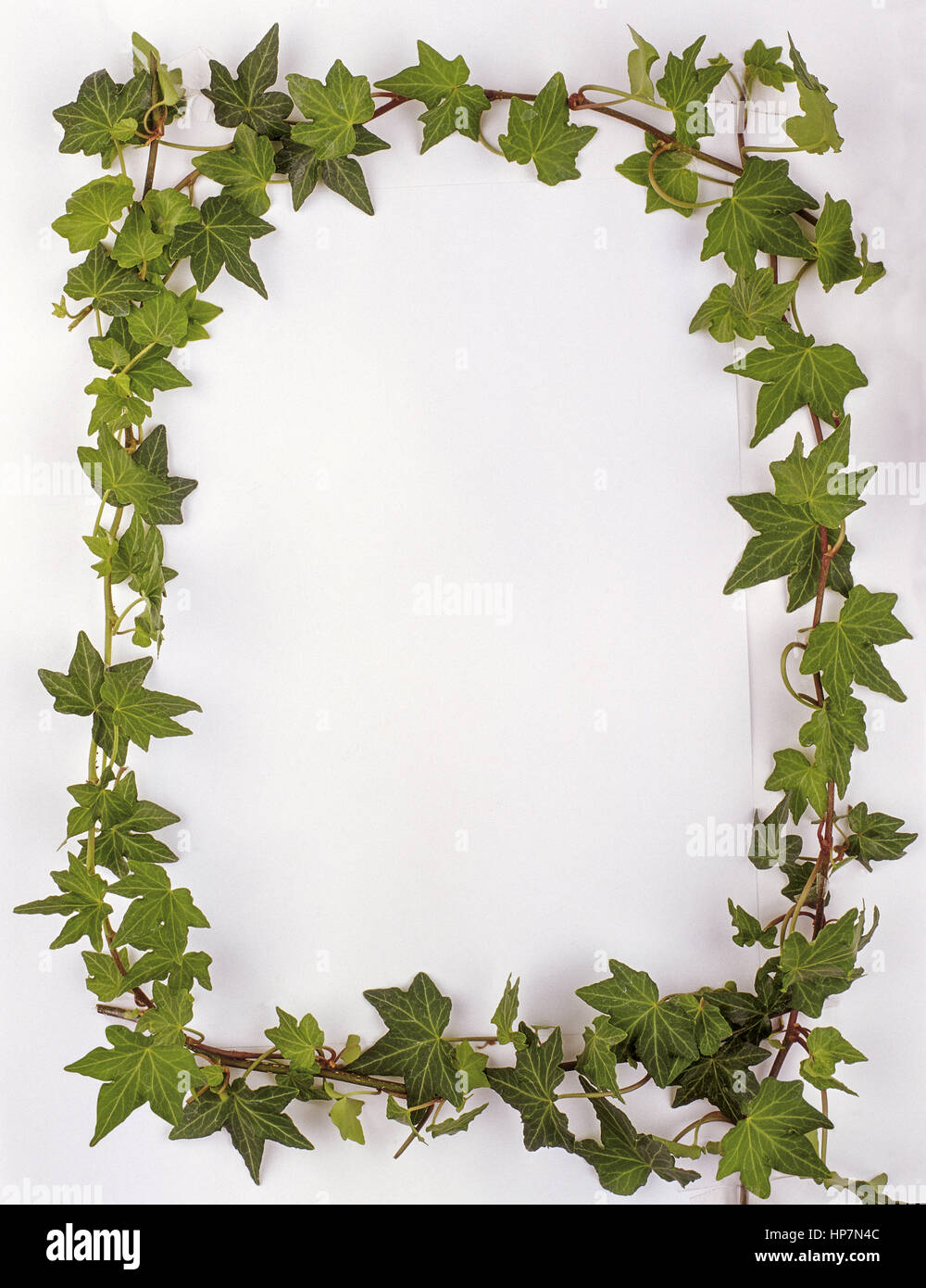Rahmen aus Efeuranken Stock Photo - Alamy