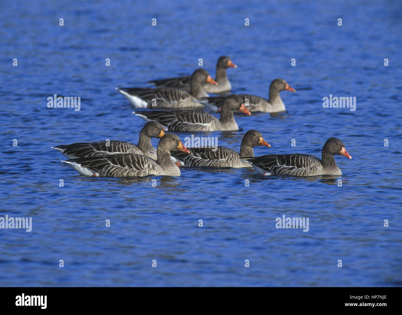An einem see in hi-res stock photography and images - Alamy