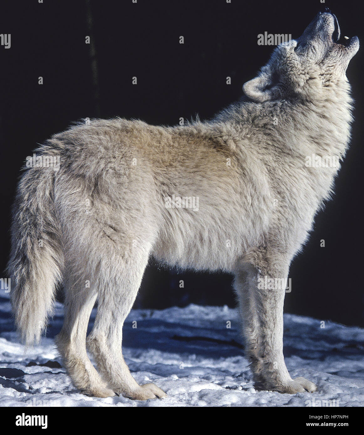 Polarwolf hi-res stock photography and images - Alamy