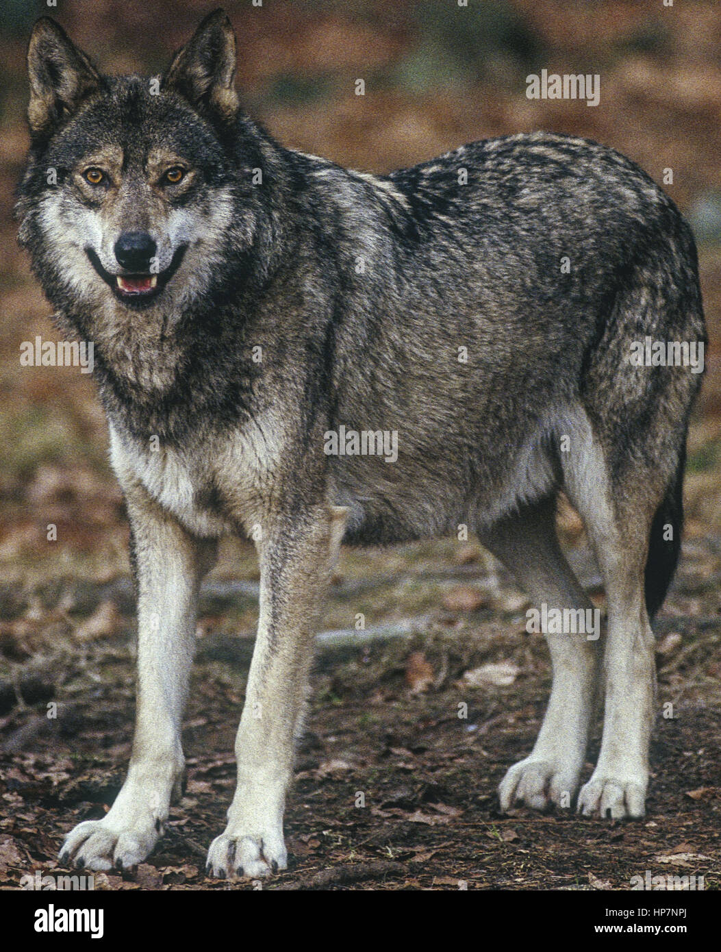 Grey wolf cut out hi-res stock photography and images - Alamy