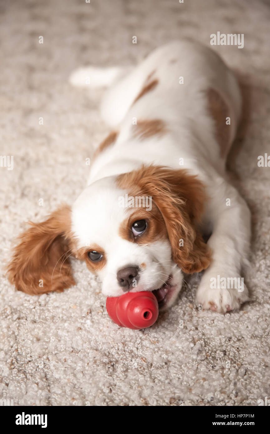 Female Cavalier King Charles Spaniel, Mandy, at 15 weeks old, lying on ...