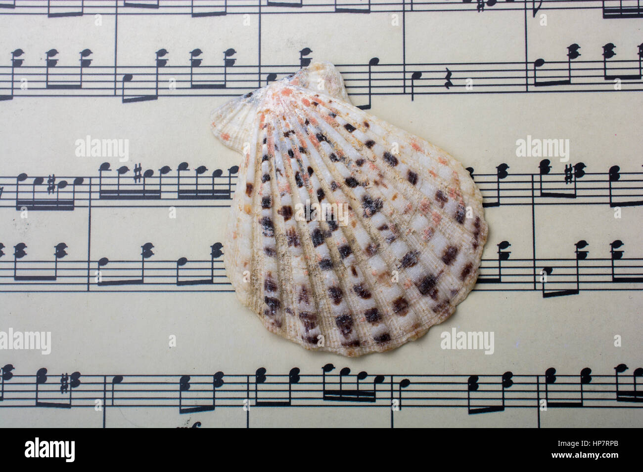 Sea shell placed on paper with musical notes Stock Photo - Alamy