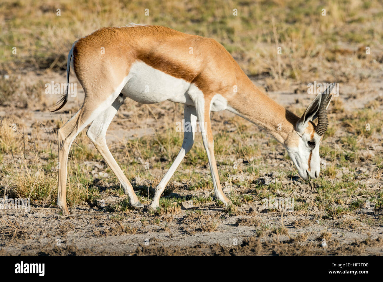 Springbok eating in grassland namibia hi-res stock photography and ...