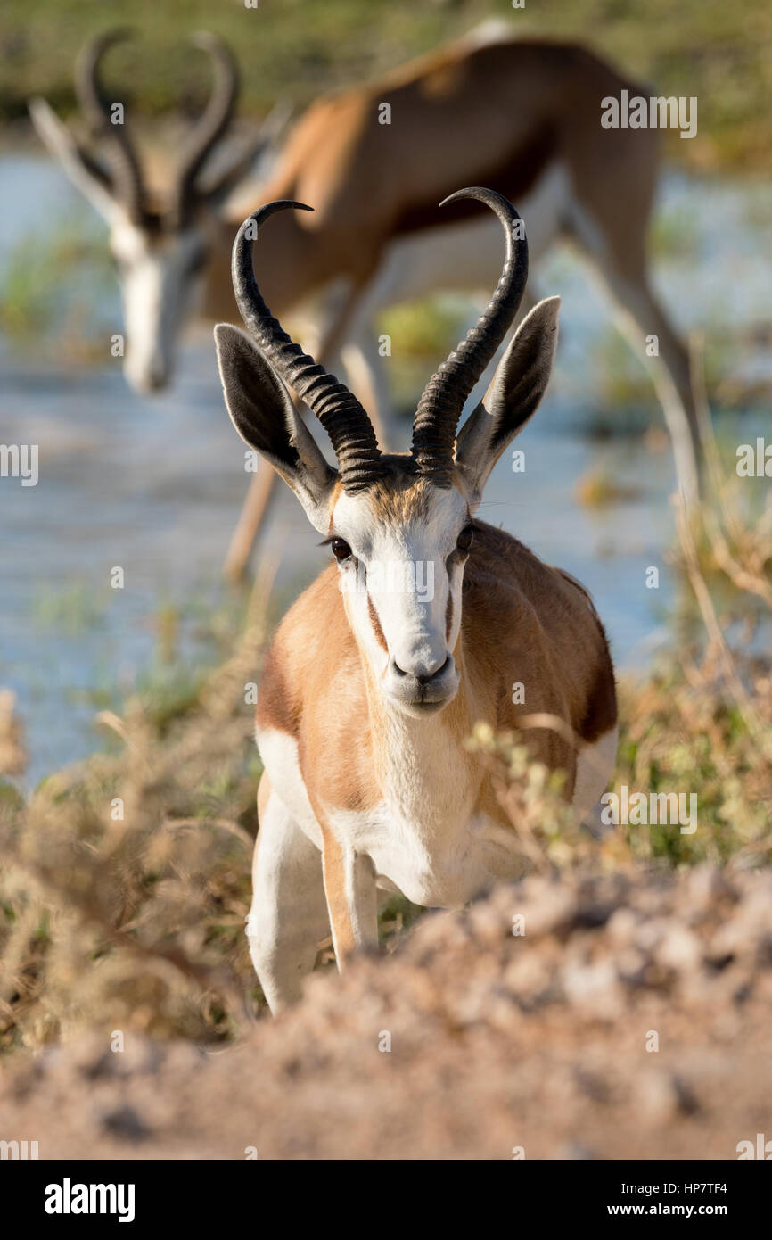 Springbok head hi-res stock photography and images - Alamy