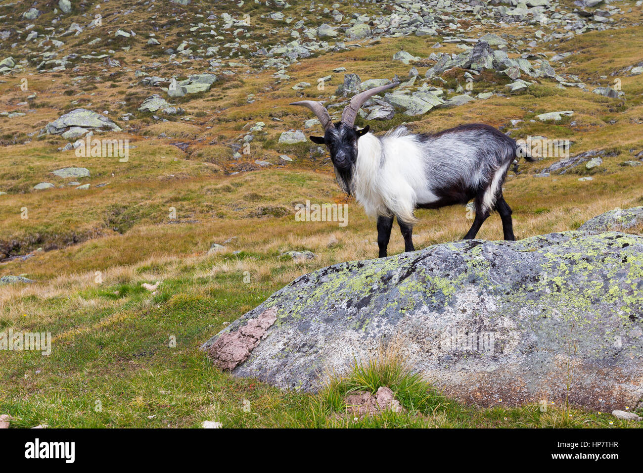 Caprinae hi-res stock photography and images - Alamy