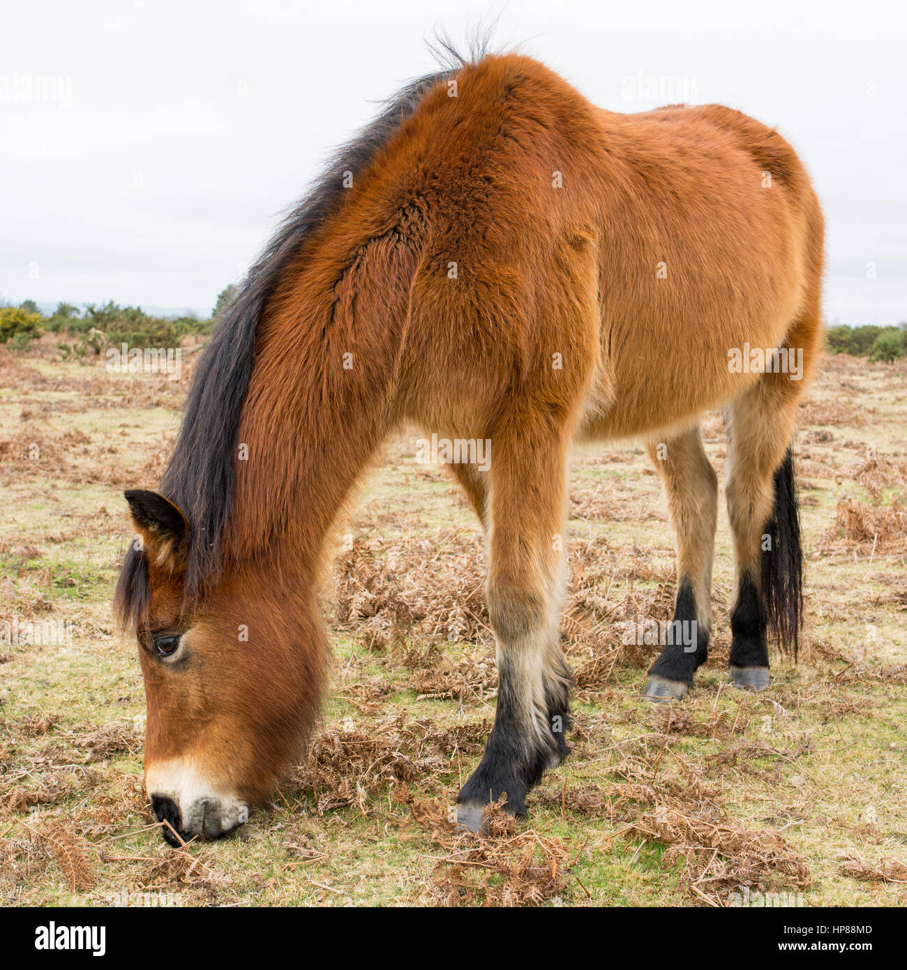 The prettiest pony in the village, New Forest, Hampshire, UK Stock ...