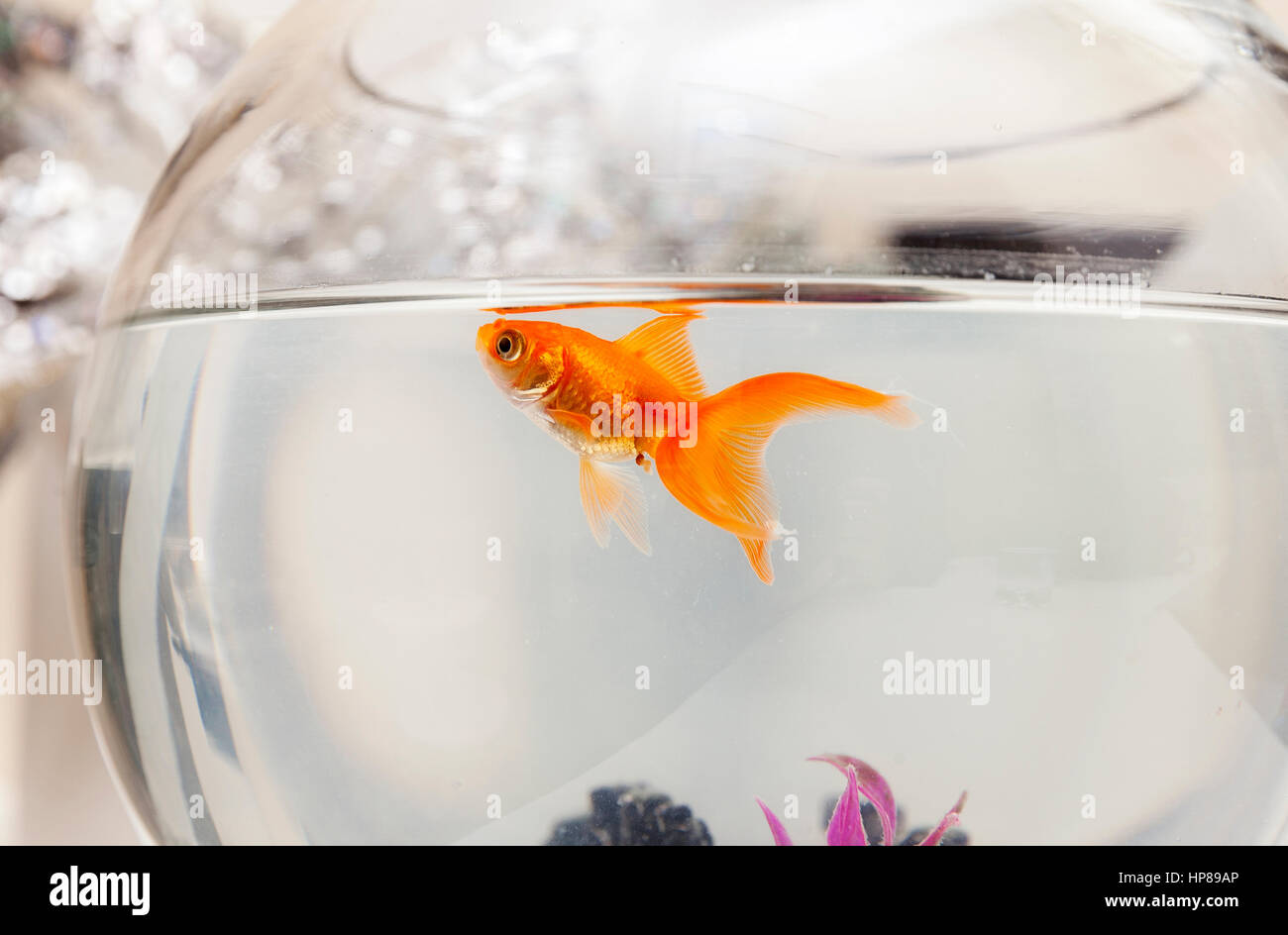 Goldfish in an aquarium, close up Stock Photo - Alamy
