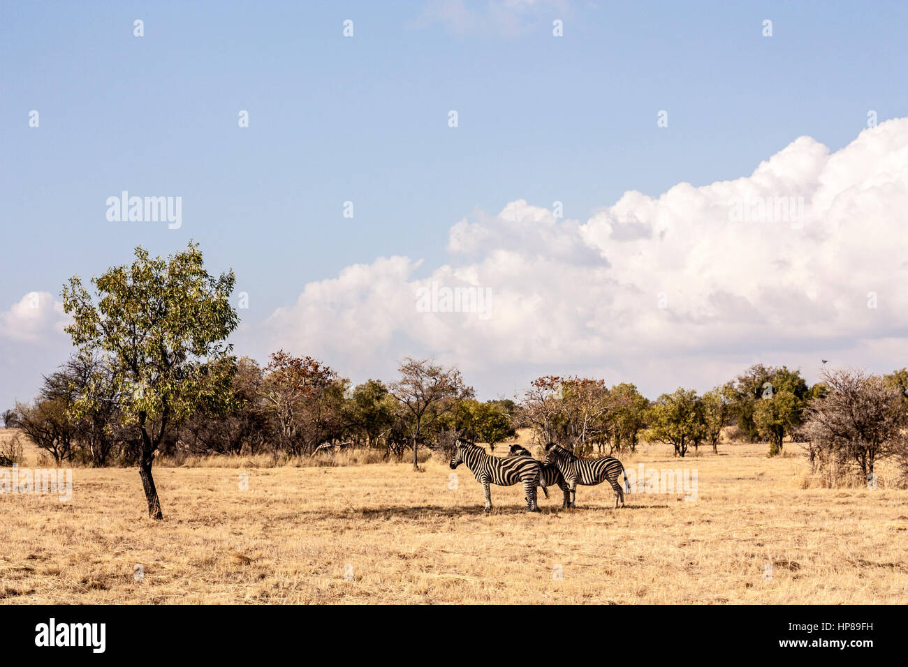 South African Savanna Stock Photo - Alamy